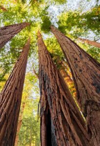 Different Types of Wood & Their Uses | Builderology